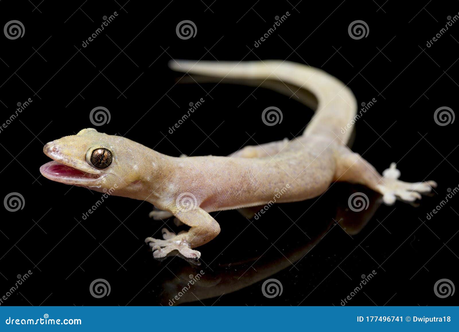 Asian House Lizard Hemidactylus or Common Gecko Isolated on Black Stock ...
