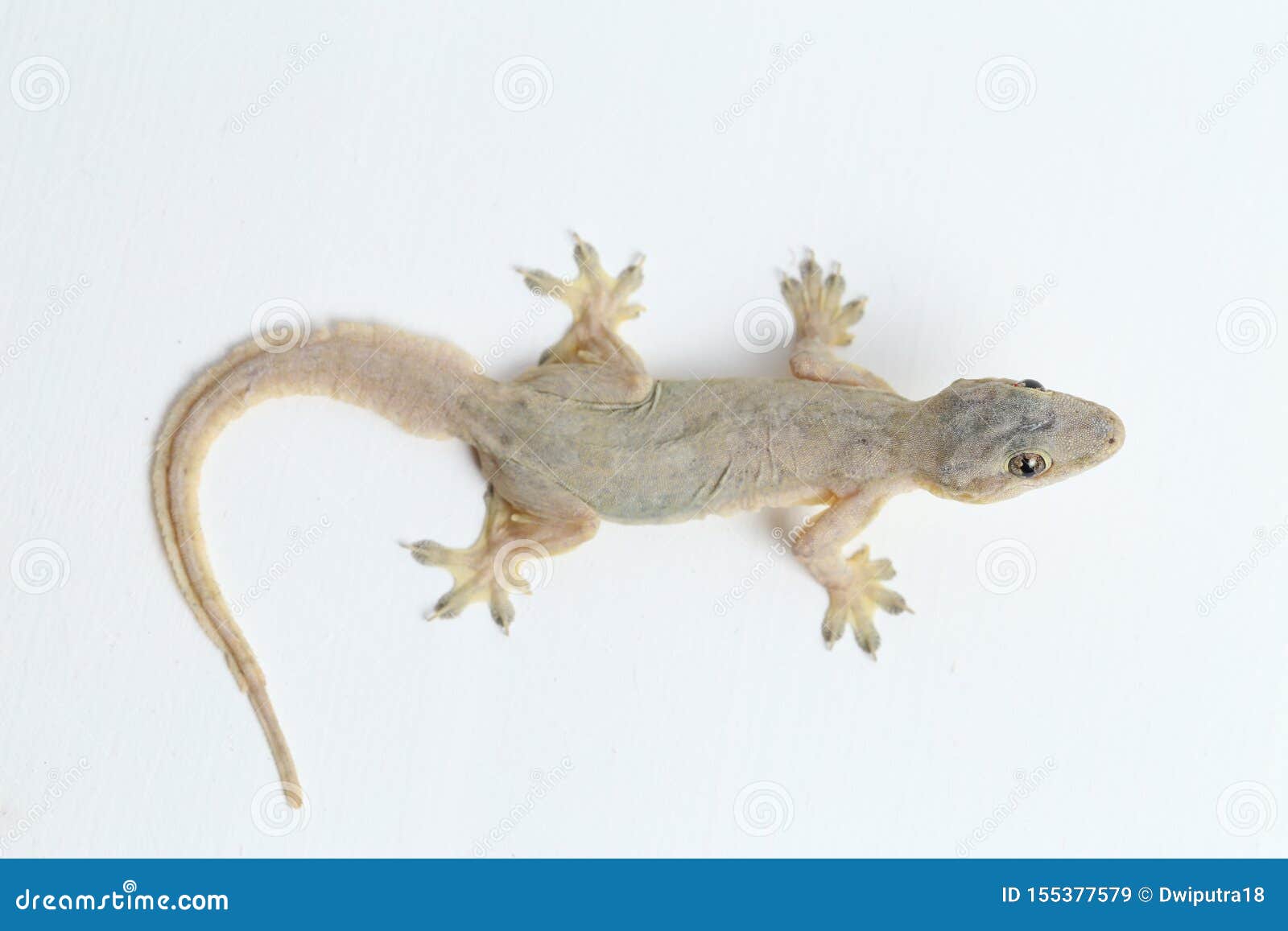 Asian House Lizard Hemidactylus or Common Gecko Stock Image - Image of ...