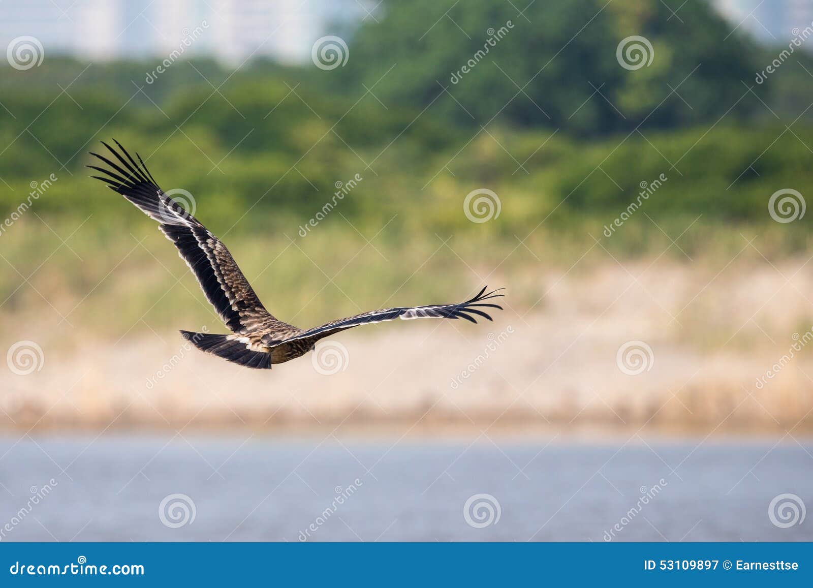 Asian Imperial Eagle Flying Stock Image - Image of bird, hunting: 53109897