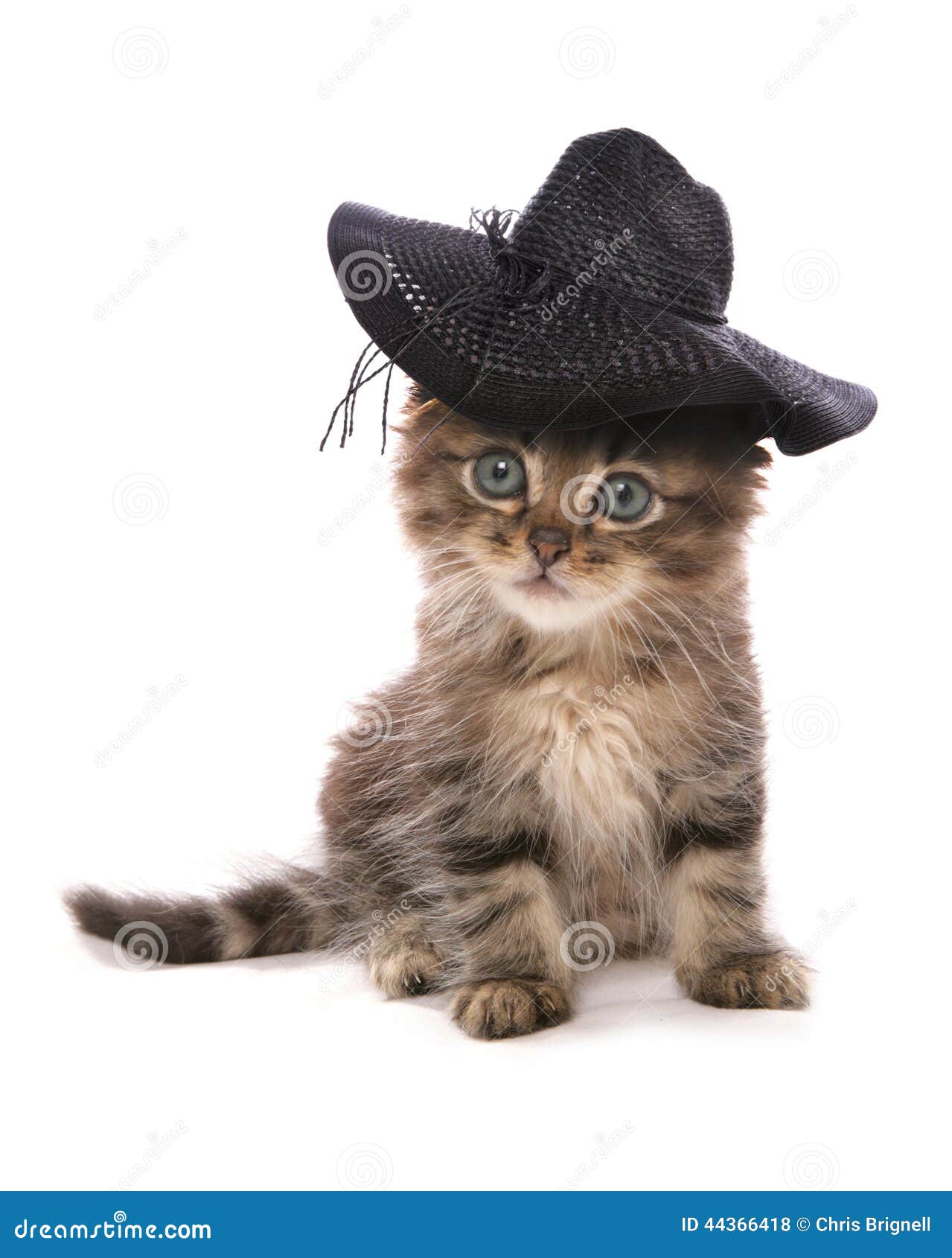 Asian Kitten Summer Hat Stock Photos - Free & Royalty-Free Stock Photos ...