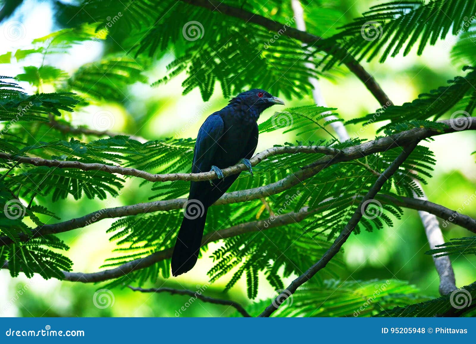 Asian Koel Bird Eudynamys Scolopaceus Male Perching on Branch Stock ...