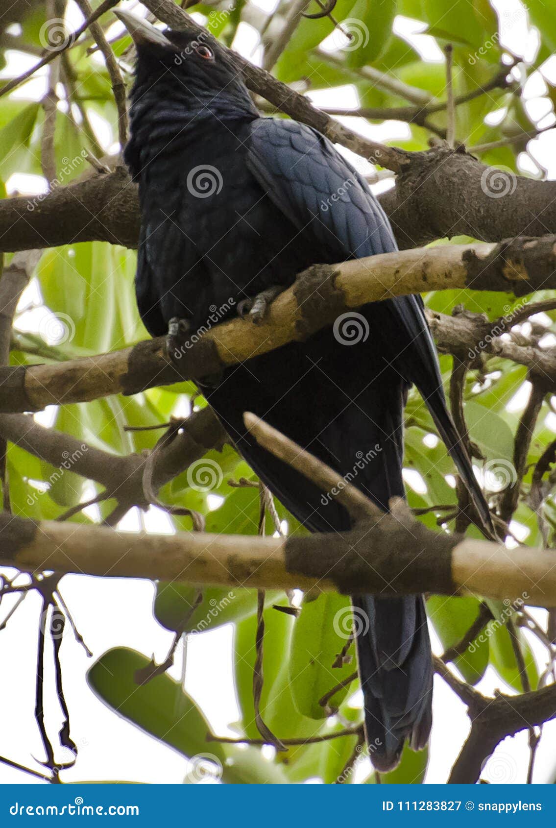 Asian koel bird stock image. Image of nature, koel, wildlife - 111283827