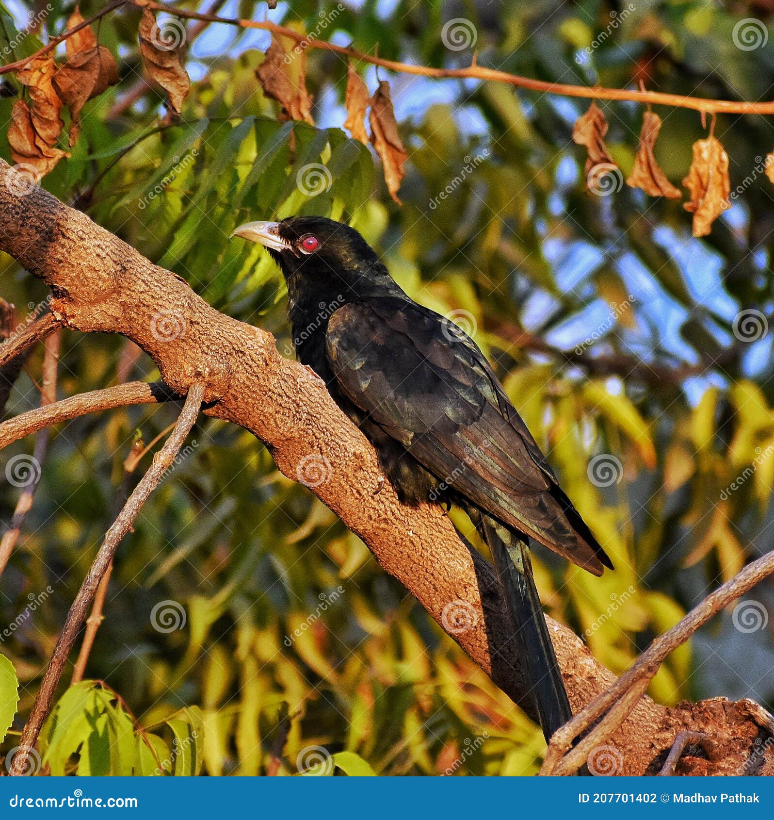 Asian Koel Bird Sitting on Tree Stock Photo - Image of leaf, sitting ...