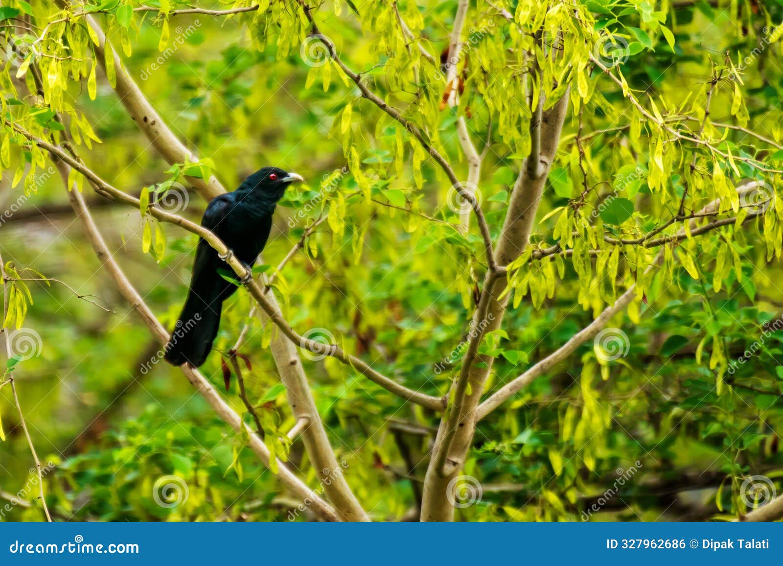 Asian Koel on the branch stock photo. Image of grass - 327962686