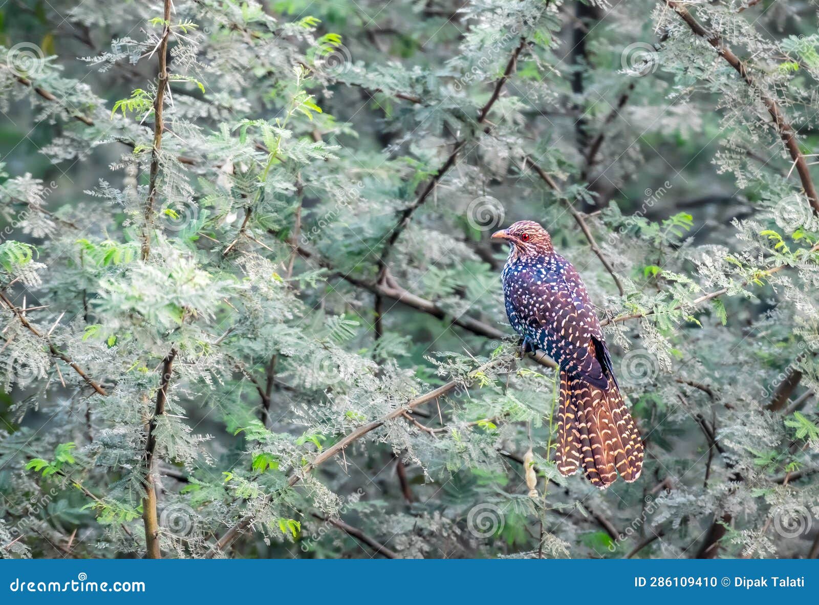 Asian Koel, the Cuckoo Bird Stock Photo - Image of beak, forest: 286109410