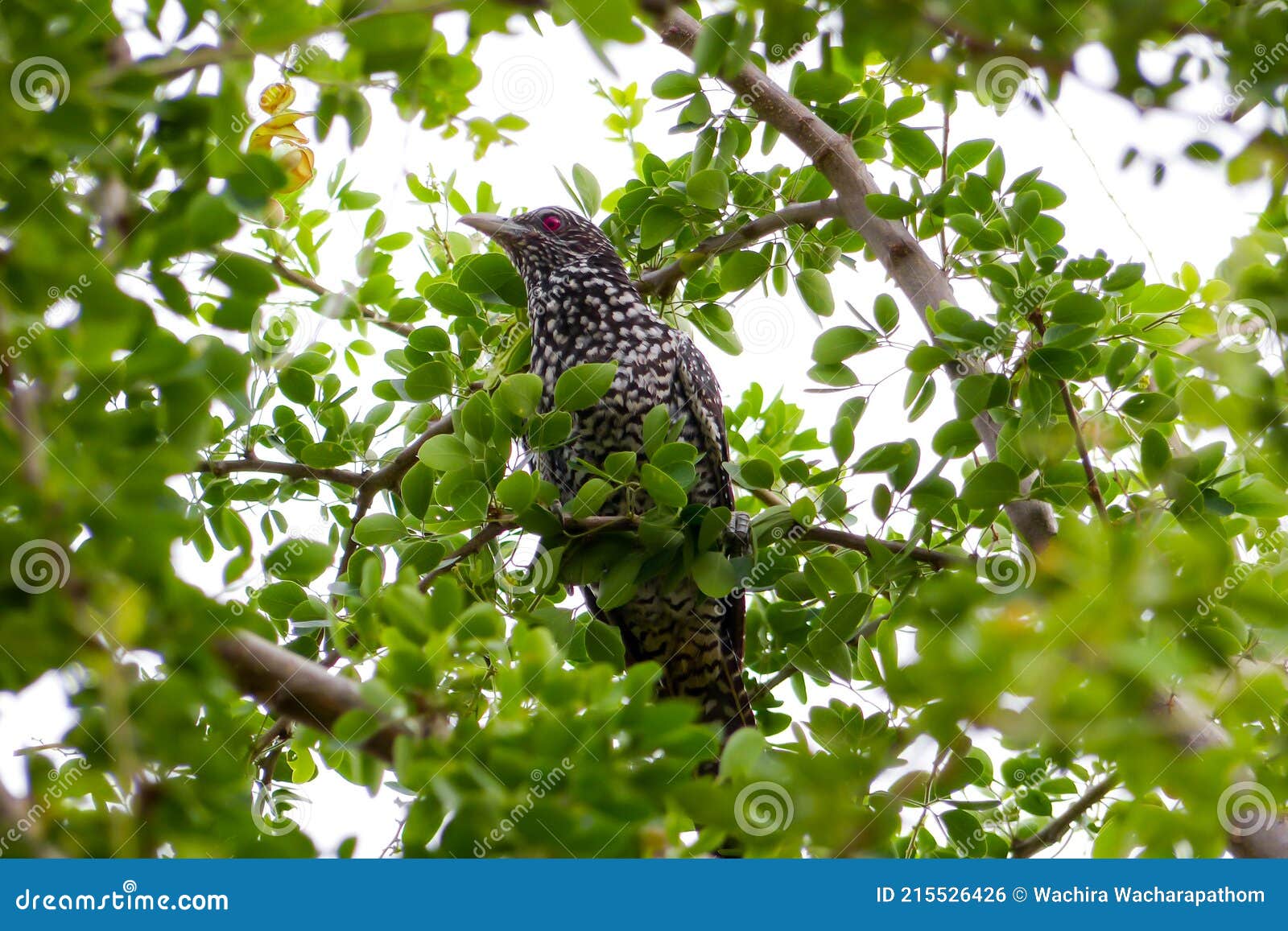Asian Koel Cuckoo Bird on Tree Stock Photo - Image of eyes, bright ...