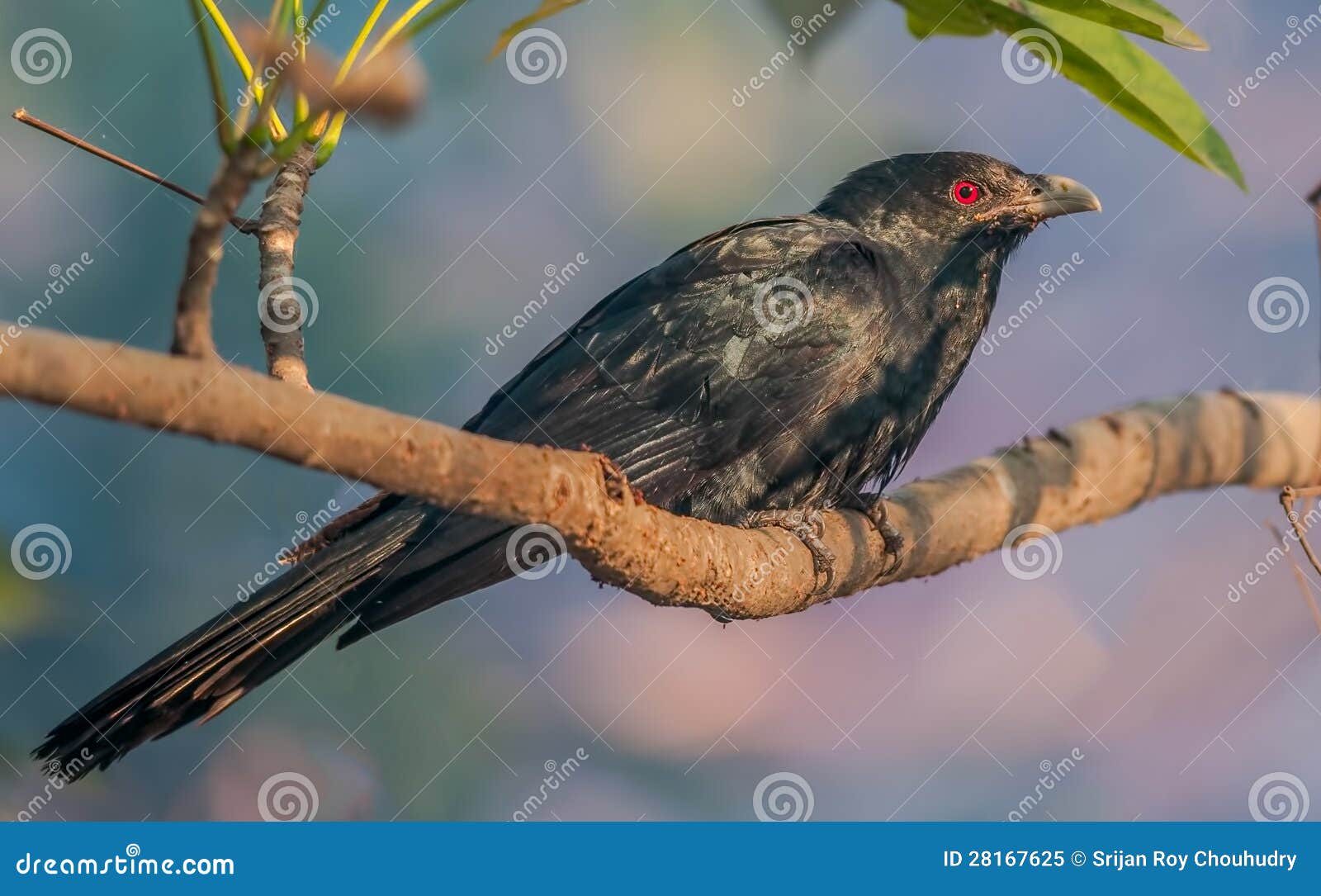 Asian Koel, Male, Perched on a Tree Branch, Morning Light, Red E Stock ...