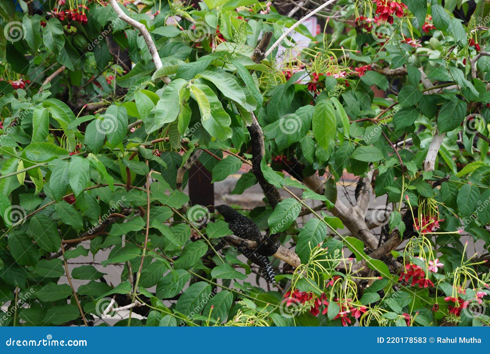 Asian Koel Sitting on a Tree. Stock Image - Image of tree, animals ...