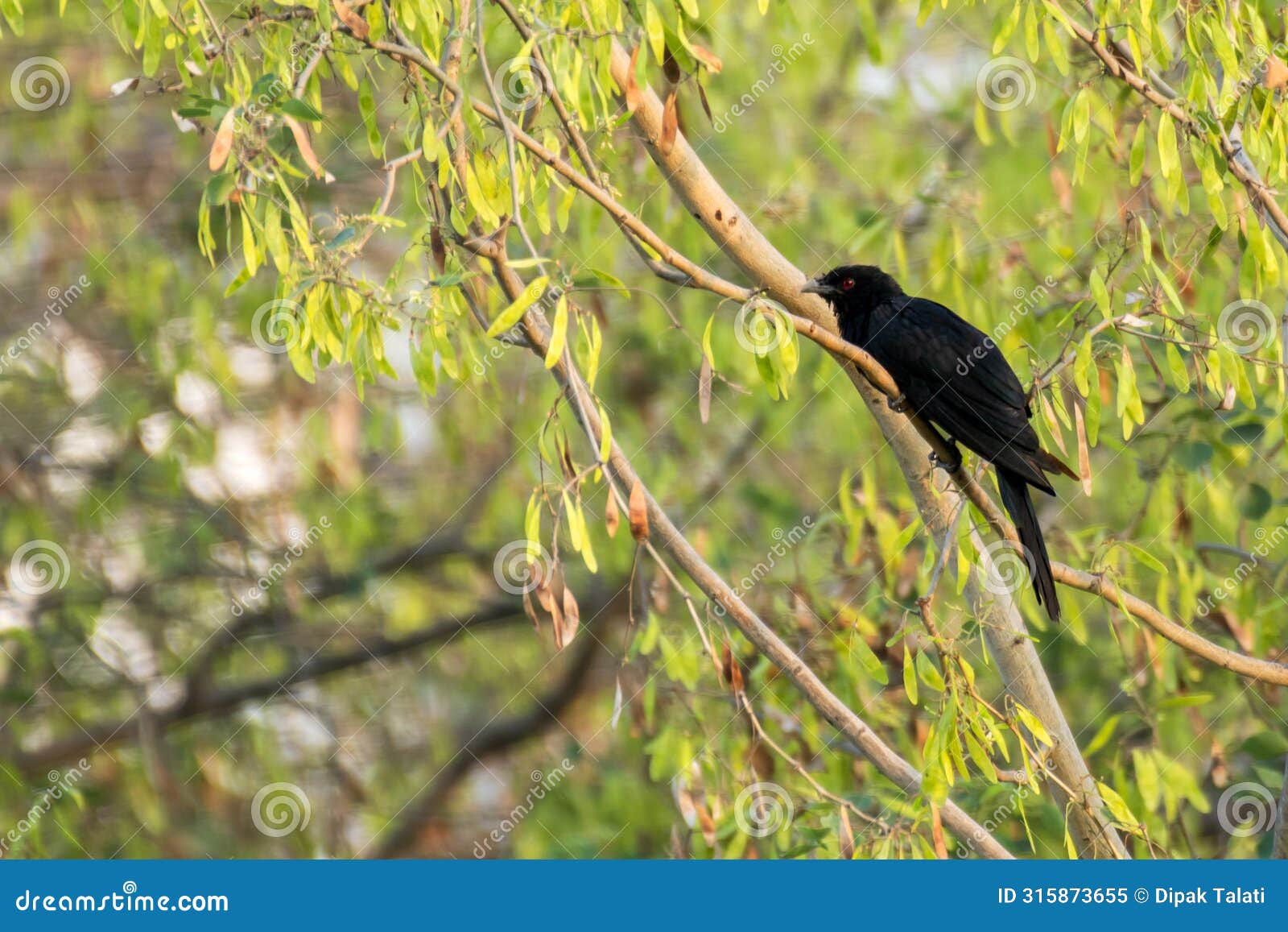 Asian Koel on tree stock image. Image of branch, feather - 315873655