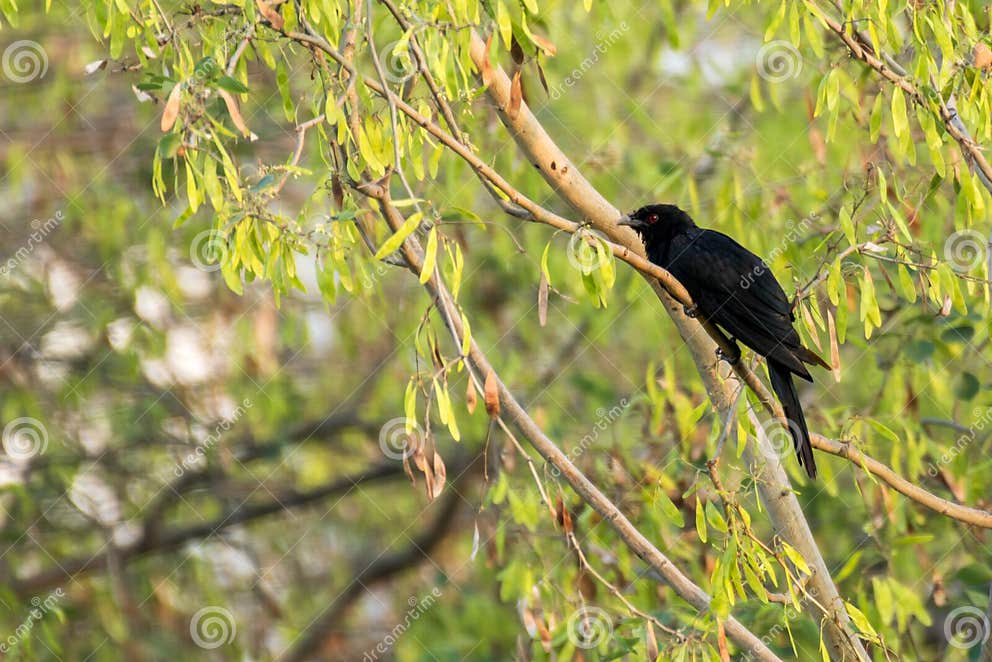 Asian Koel on tree stock image. Image of branch, feather - 315873655