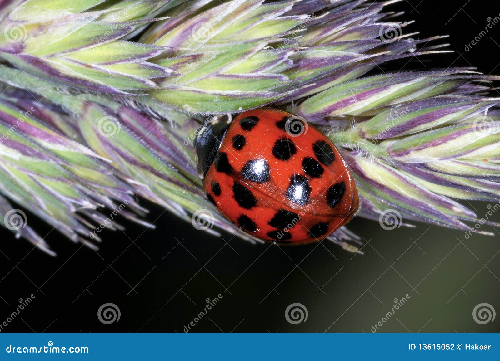 Asian Lady Beetle, Harmonia Axyridis Stock Photo - Image of close ...