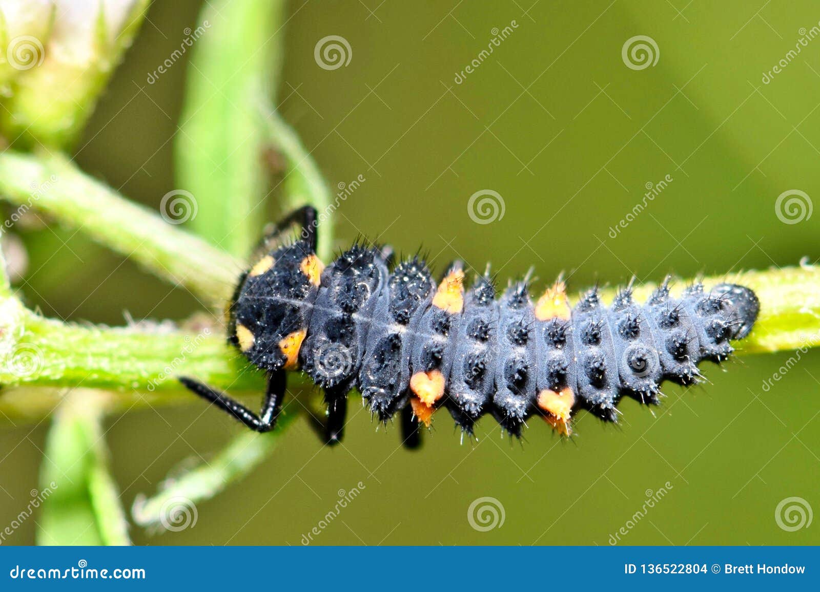 Asian Lady Beetle Larvae Out Hunting Stock Photo - Image of macro ...
