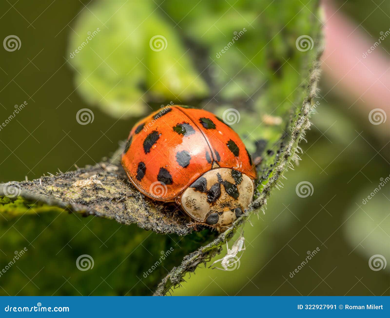 Asian Ladybird on Green Leaf Eating Aphid Stock Image - Image of garden ...