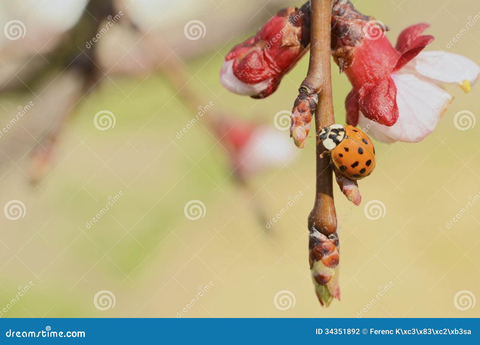 Asian Ladybug On A Green Leaf Stock Photography | CartoonDealer.com ...