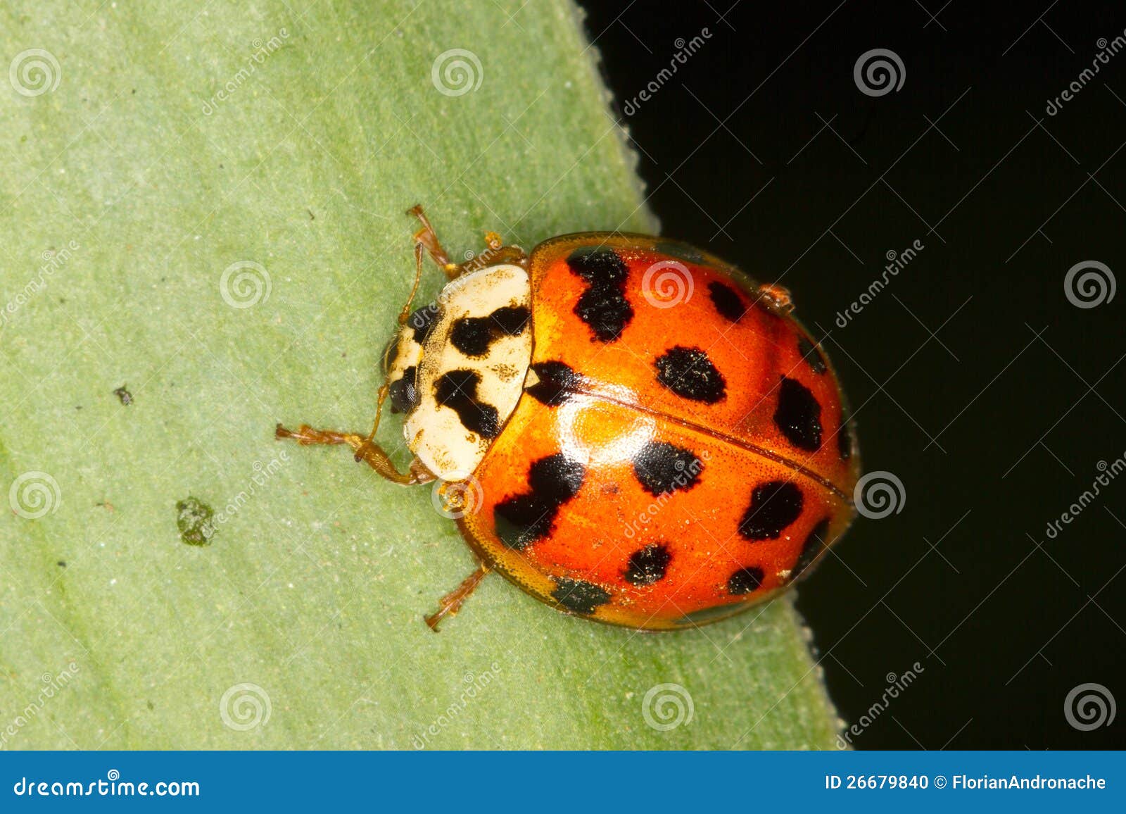 Asian Ladybug ( Harmonia Axyridis) Stock Photo - Image of ladybird ...