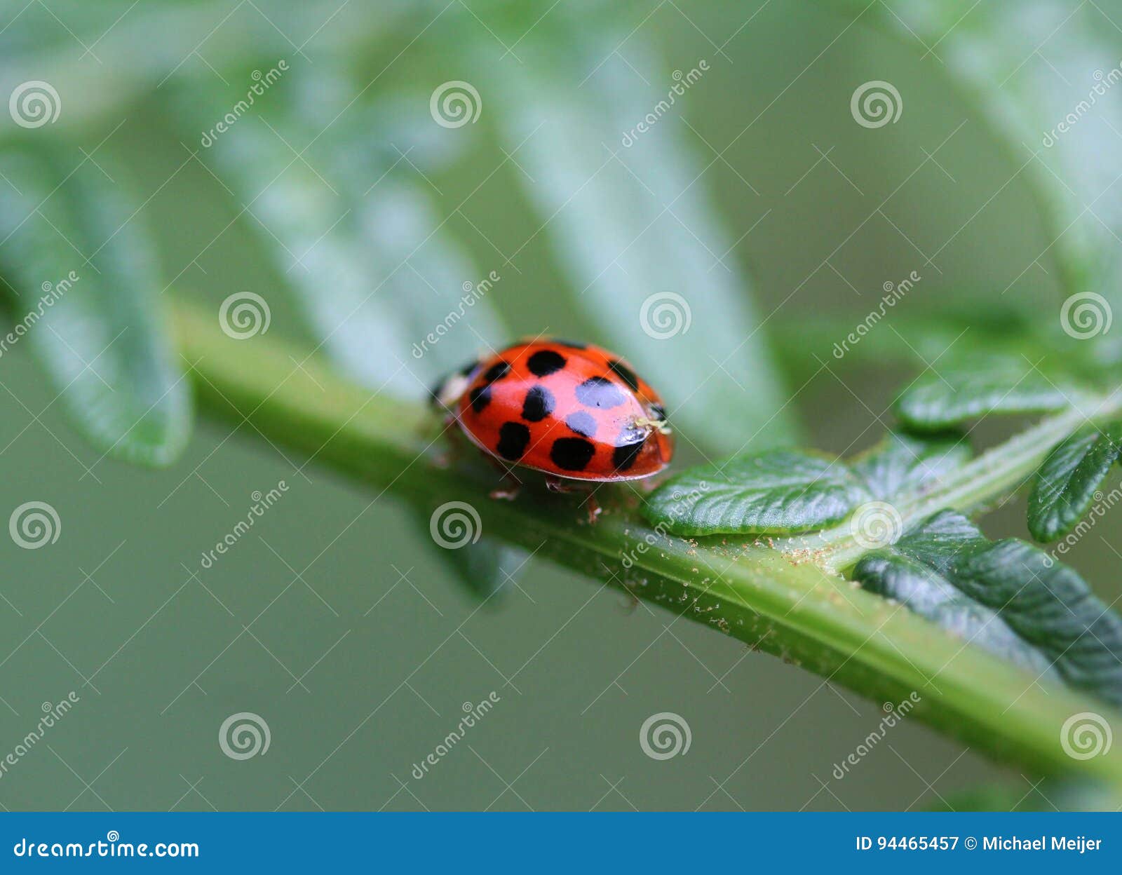 Asian ladybug stock image. Image of harlequin, leaf, little - 94465457