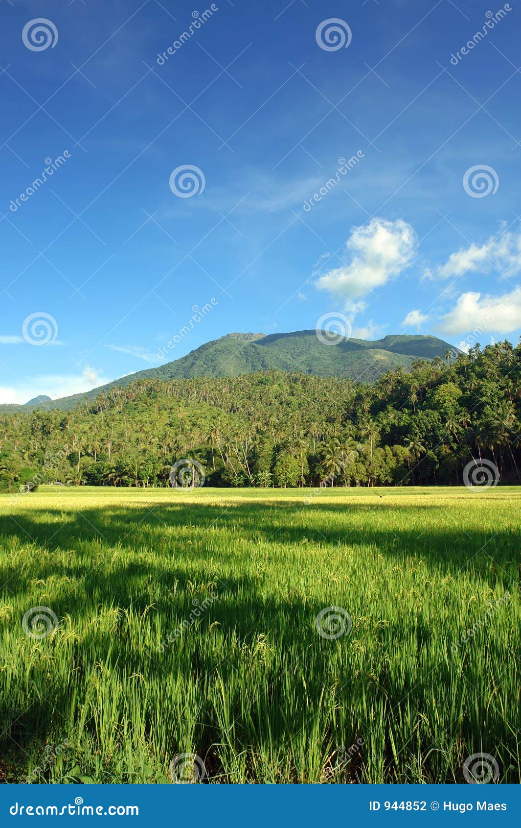 Asian Landscape with Mountains and Rice Field. Stock Photo - Image of ...