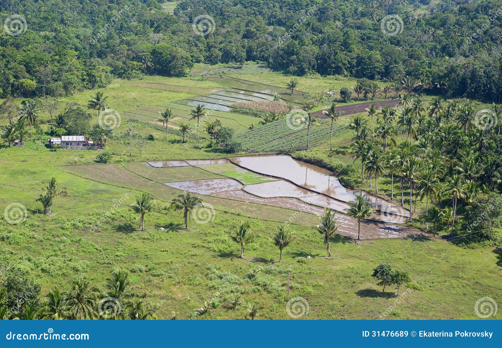 Asian Landscape with Palms and Rice Fields Stock Image - Image of rural ...