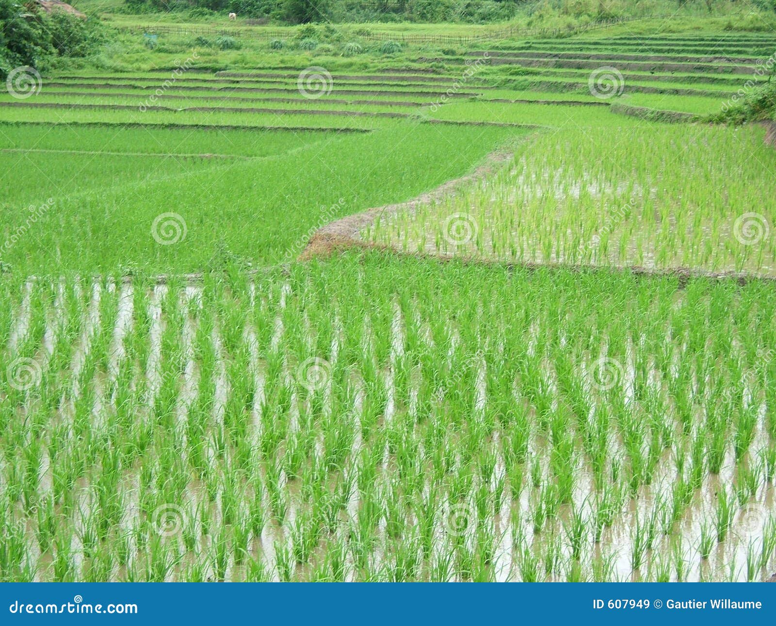 Asian Lanscape - Rice Plantation Stock Image - Image of pick ...