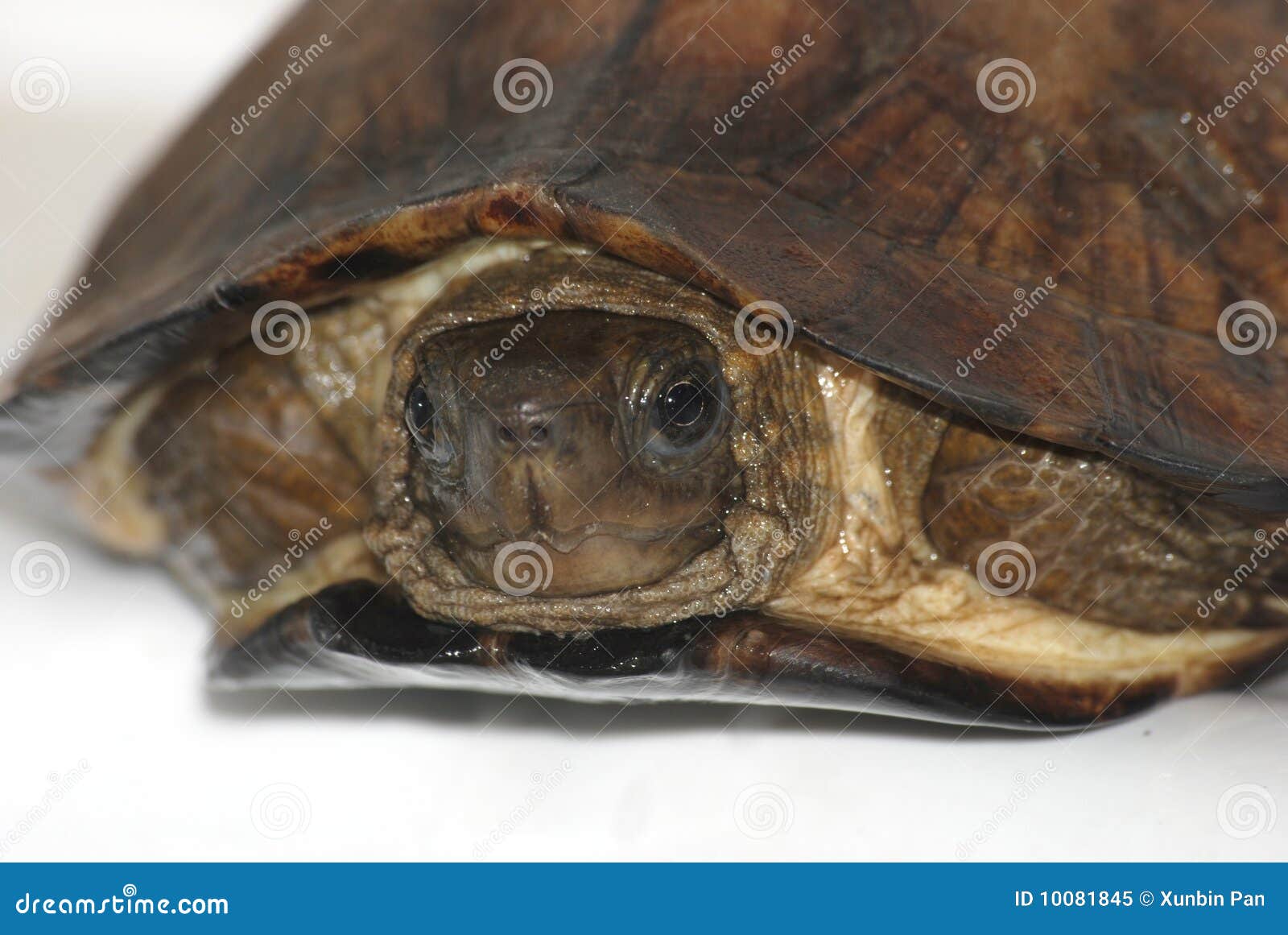 Asian leaf turtle stock image. Image of animals, hard - 10081845