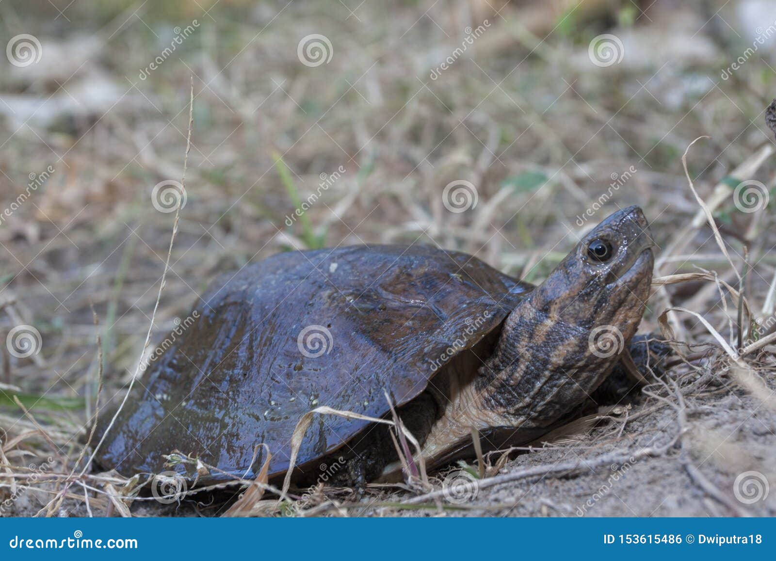 Asian Leaf Turtle Stock Images - Download 359 Royalty Free Photos