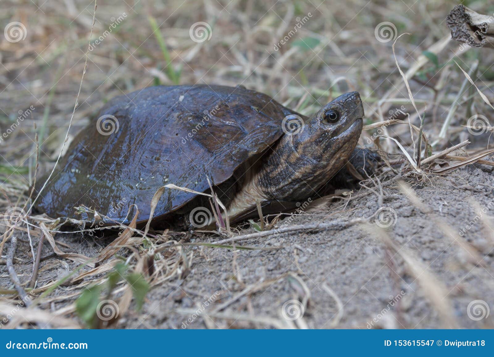 Asian Leaf Turtle Cyclemys Dentata Stock Image - Image of endemic ...