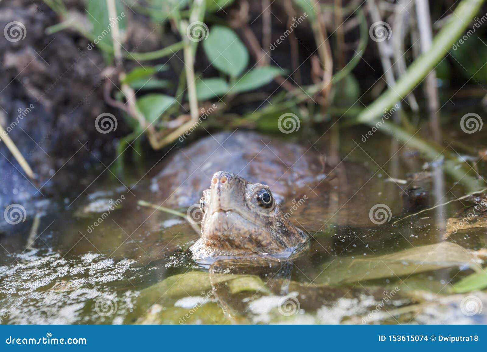 Asian Leaf Turtle Cyclemys Dentata Stock Photo - Image of exotic ...