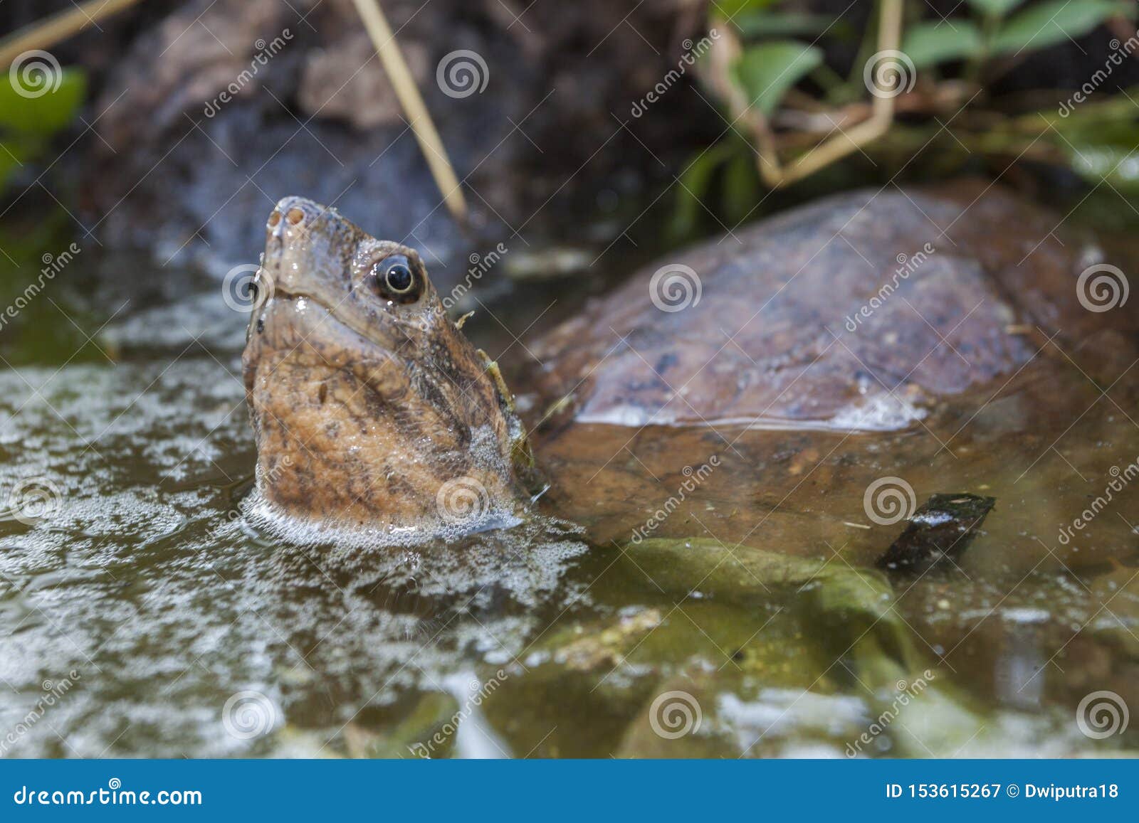 Asian Leaf Turtle Cyclemys Dentata Stock Image - Image of ethnic ...