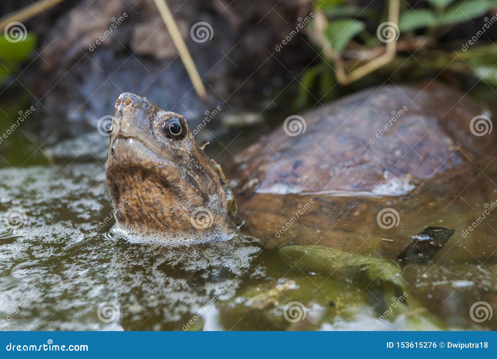 Asian Leaf Turtle Cyclemys Dentata Stock Photo - Image of asian, animal ...