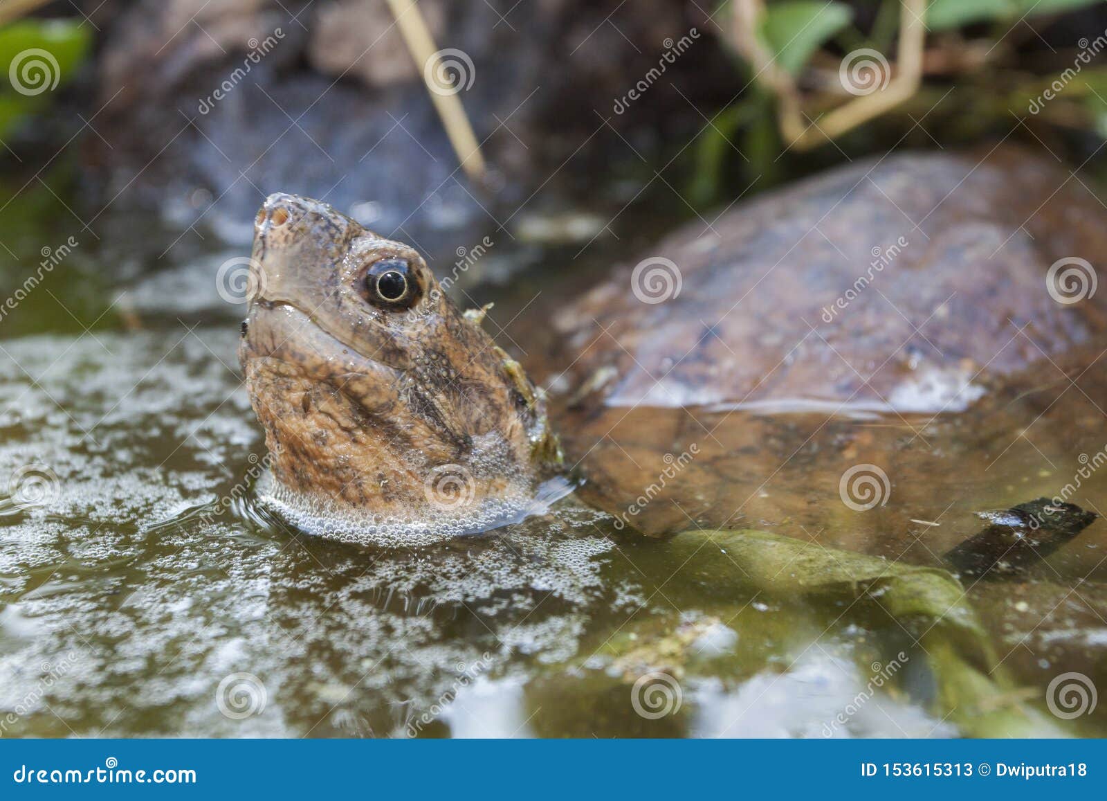 Asian Leaf Turtle Cyclemys Dentata Stock Image - Image of aquatic ...