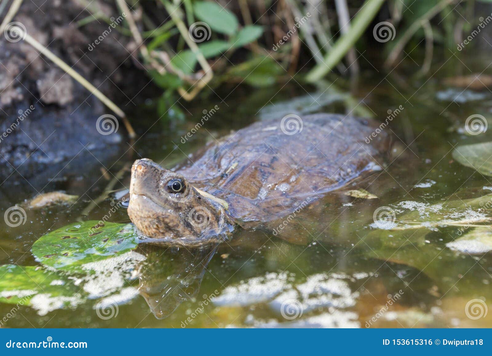 Asian Leaf Turtle Cyclemys Dentata Stock Photo - Image of conservation ...