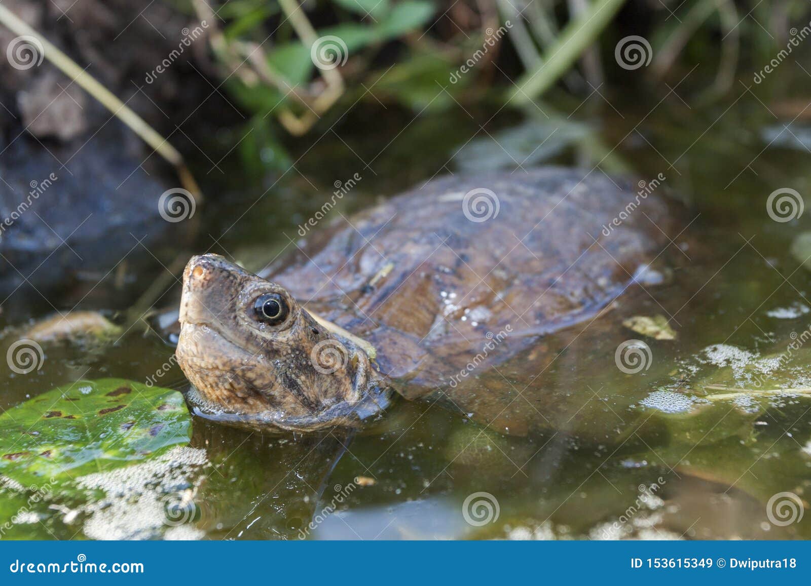 Asian Leaf Turtle Cyclemys Dentata Stock Image - Image of aquatic ...