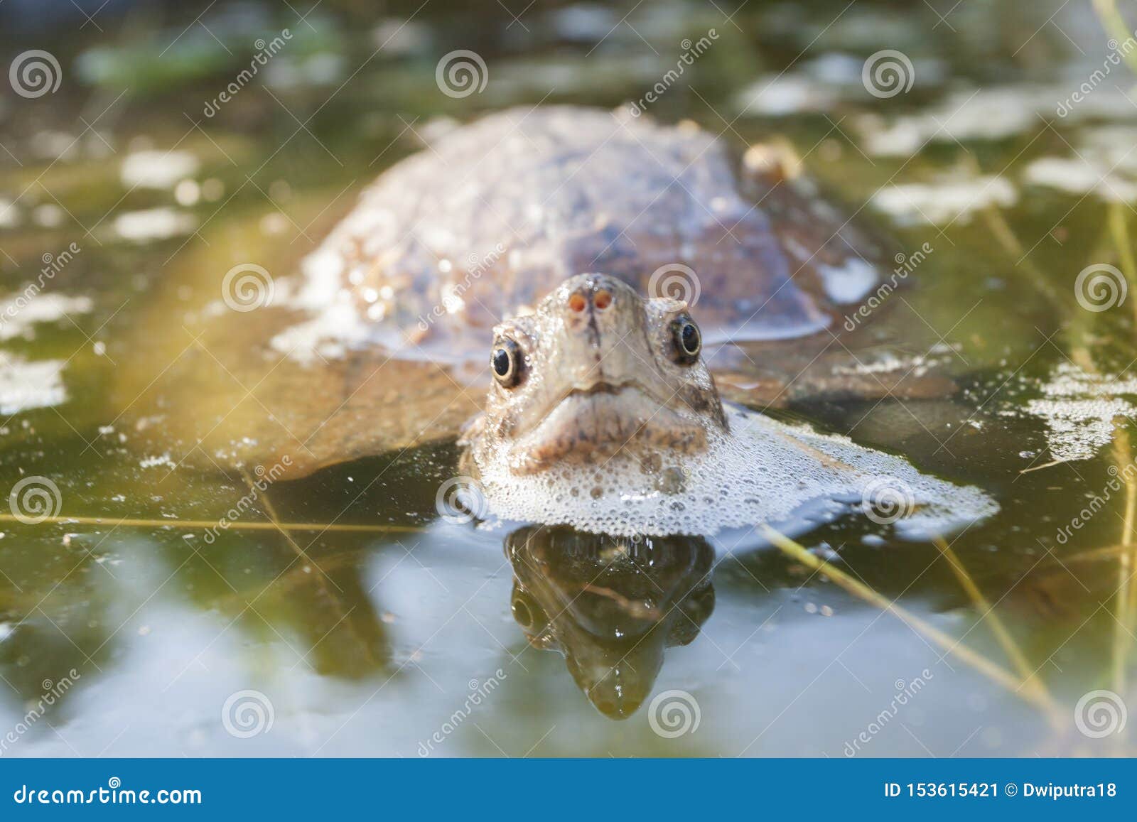 Asian Leaf Turtle Cyclemys Dentata Stock Image - Image of central ...