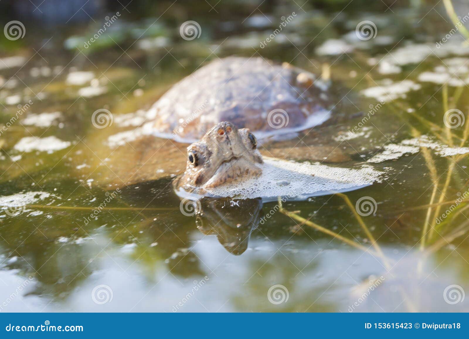Asian Leaf Turtle Cyclemys Dentata Stock Image - Image of exotic ...