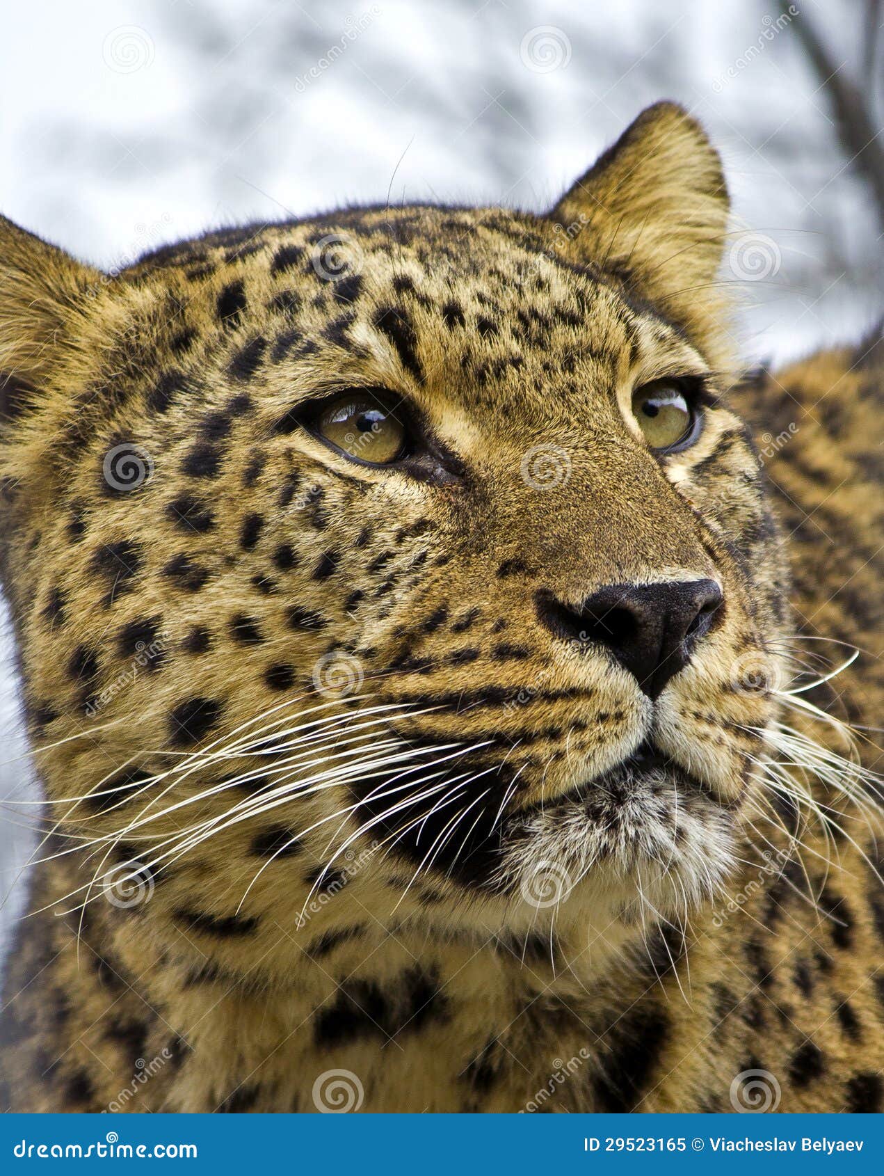 Asian leopard stock image. Image of february, portrait - 29523165