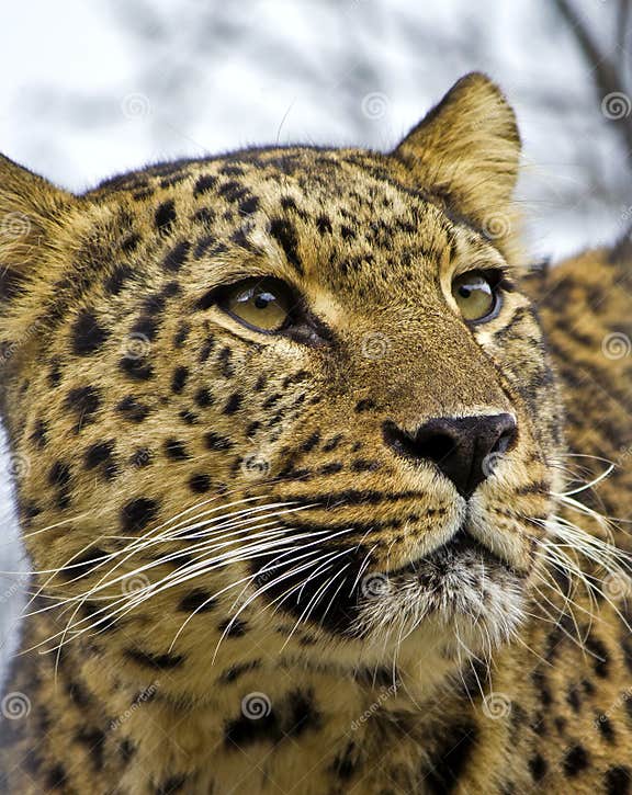 Asian leopard stock image. Image of february, portrait - 29523165