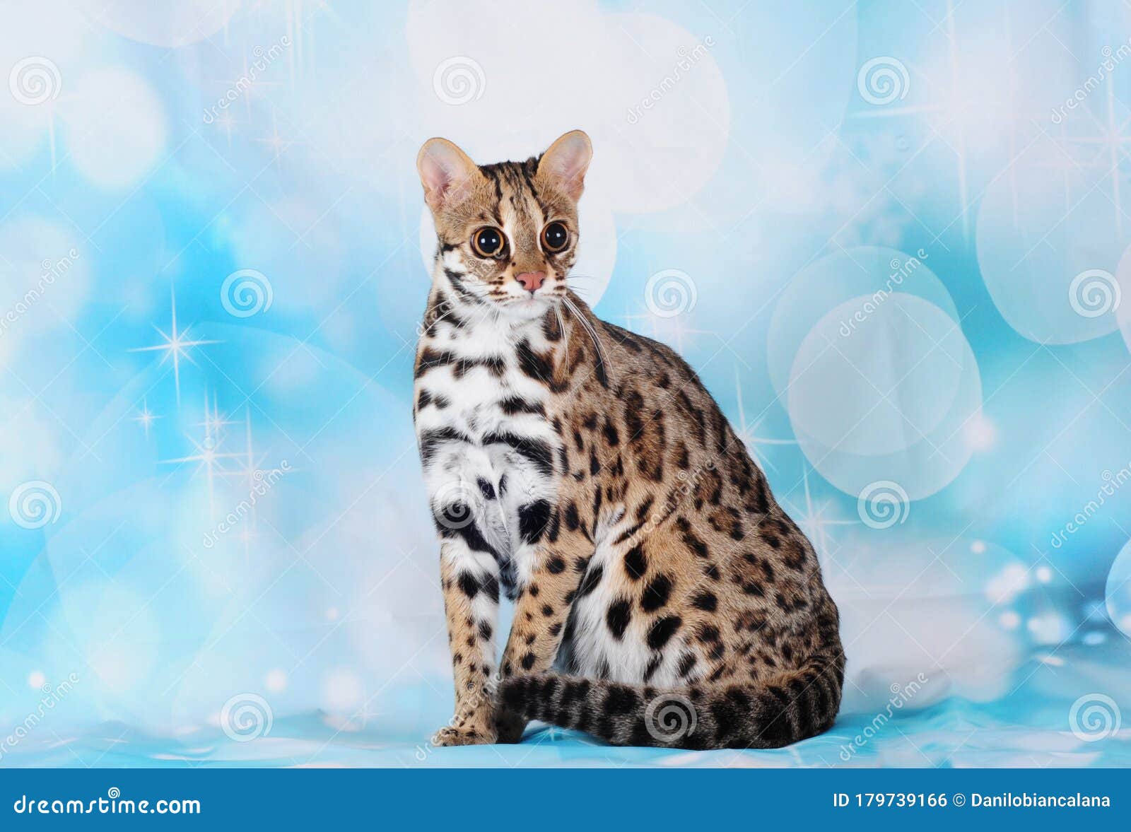 Asian Leopard Cat in the Blue Background Stock Photo - Image of ...