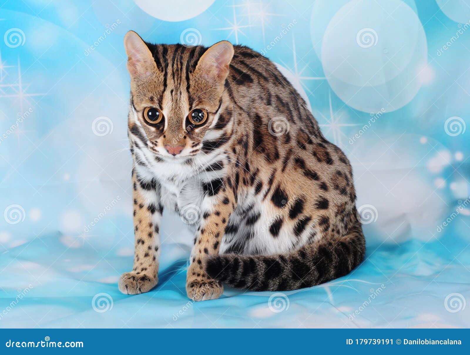 Asian Leopard Cat in the Blue Background Stock Image - Image of cats ...