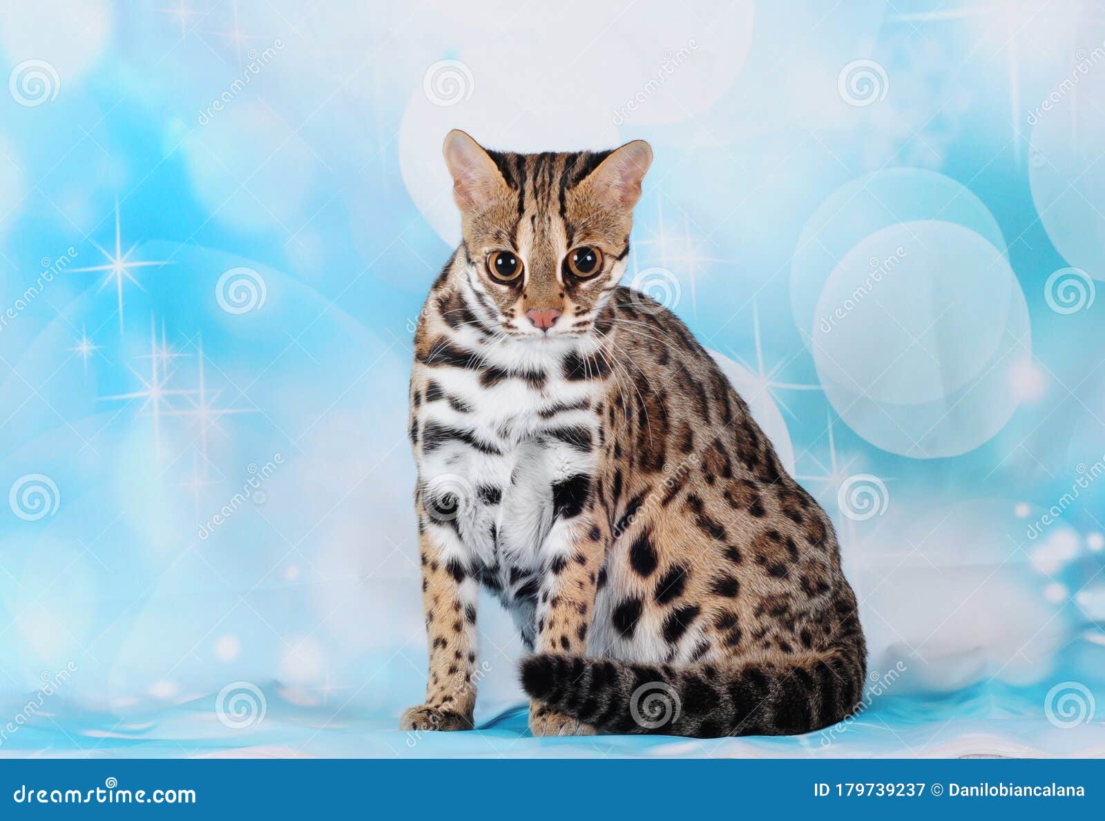 Asian Leopard Cat in the Blue Background Stock Image - Image of look ...