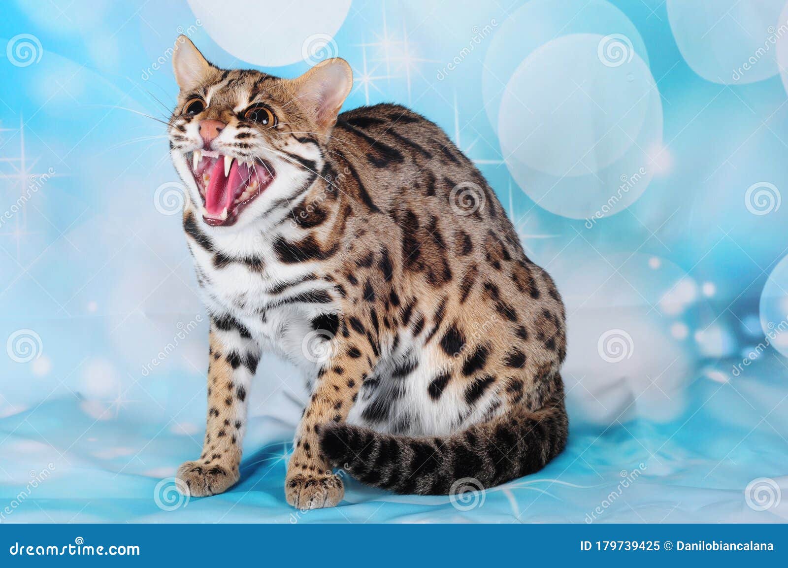 Asian Leopard Cat in the Blue Background Stock Image - Image of ...