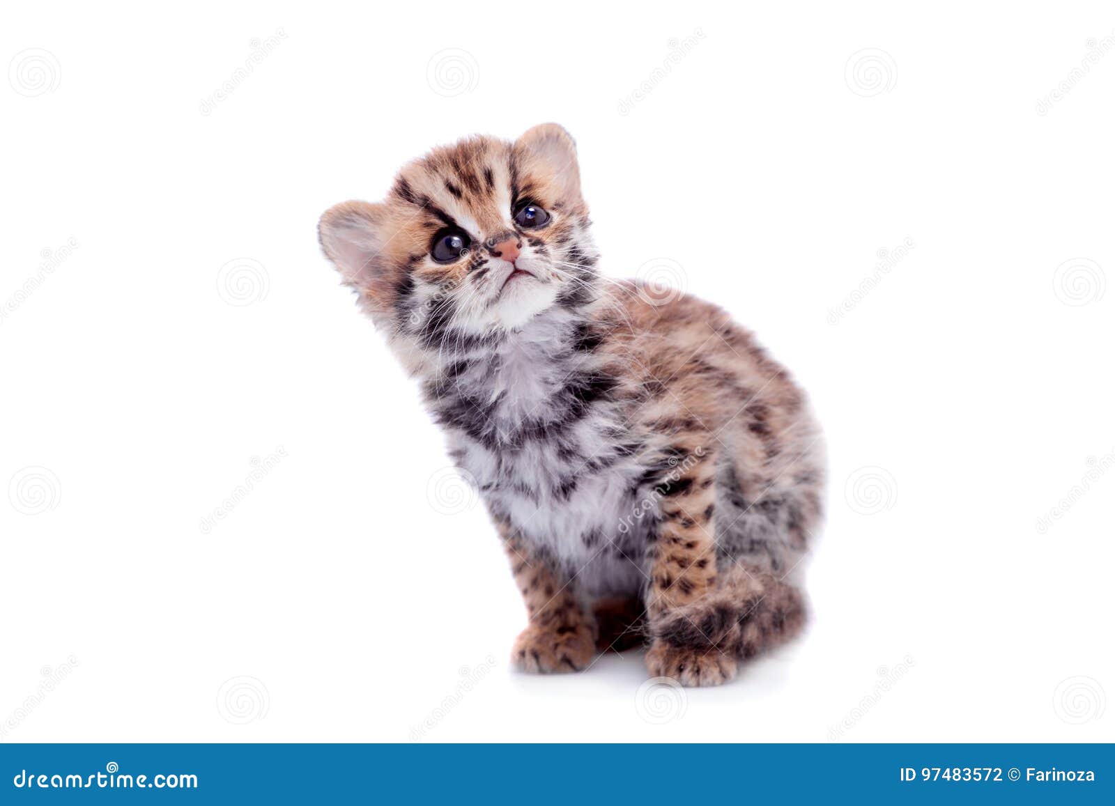 The Asian Leopard Cat on White Stock Photo - Image of mammal, safari ...