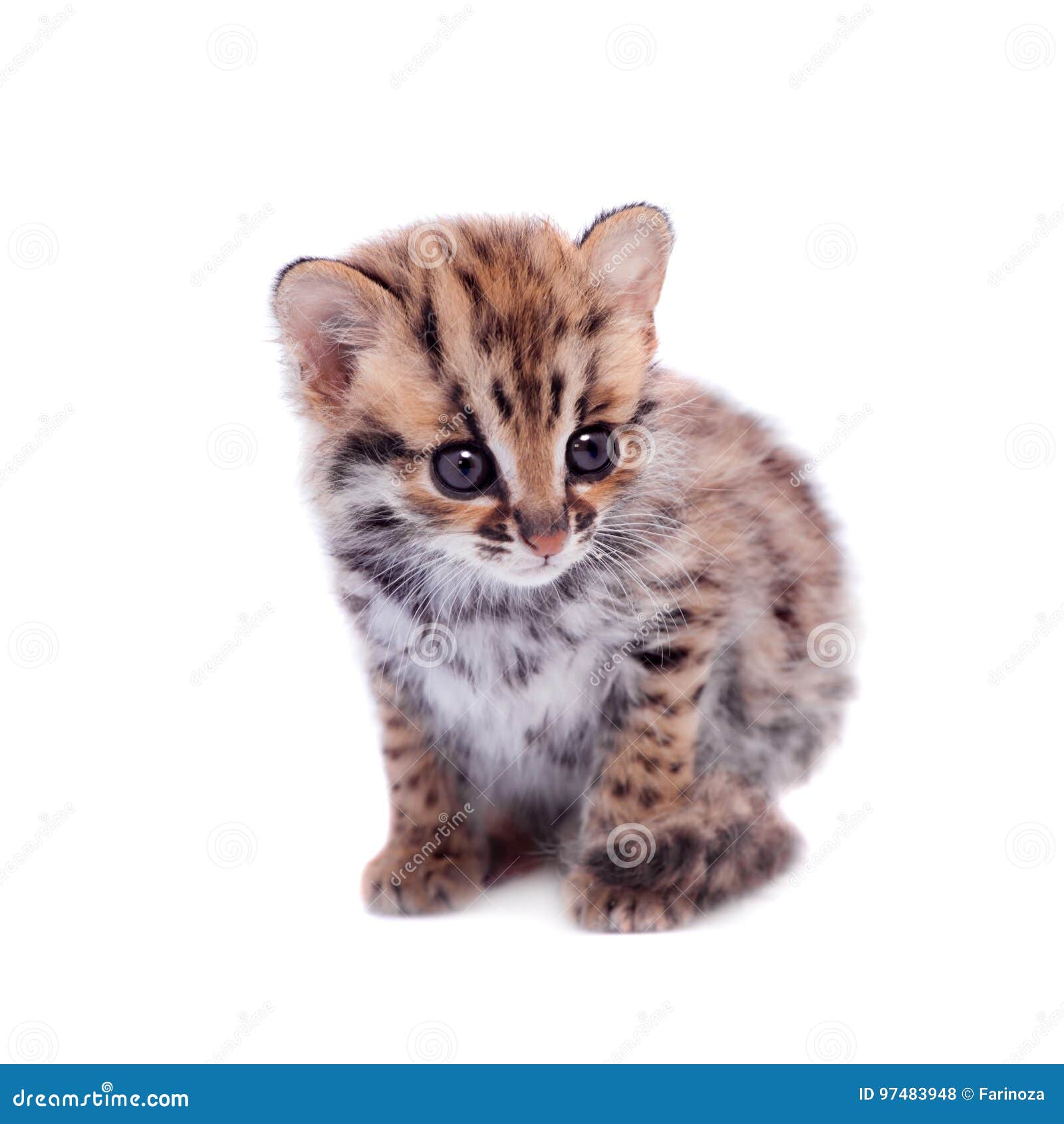 The Asian Leopard Cat on White Stock Photo - Image of spots ...