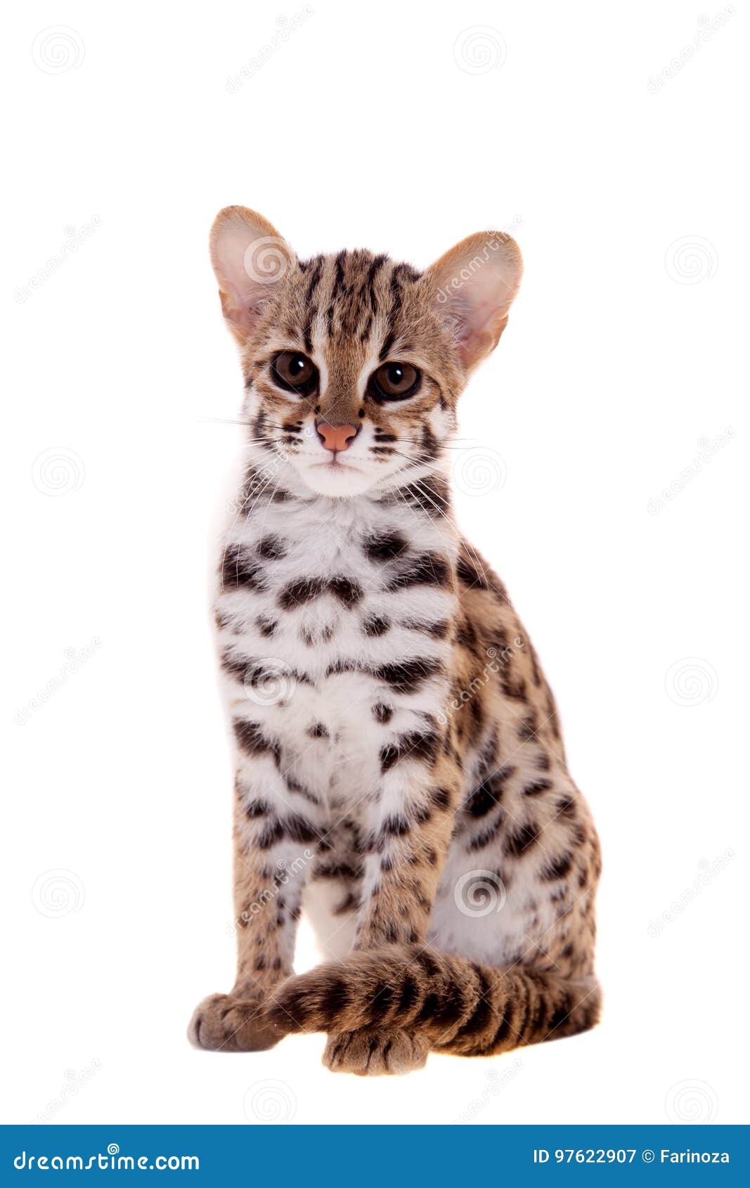 The Asian Leopard Cat on White Stock Image - Image of gaze, elegant ...