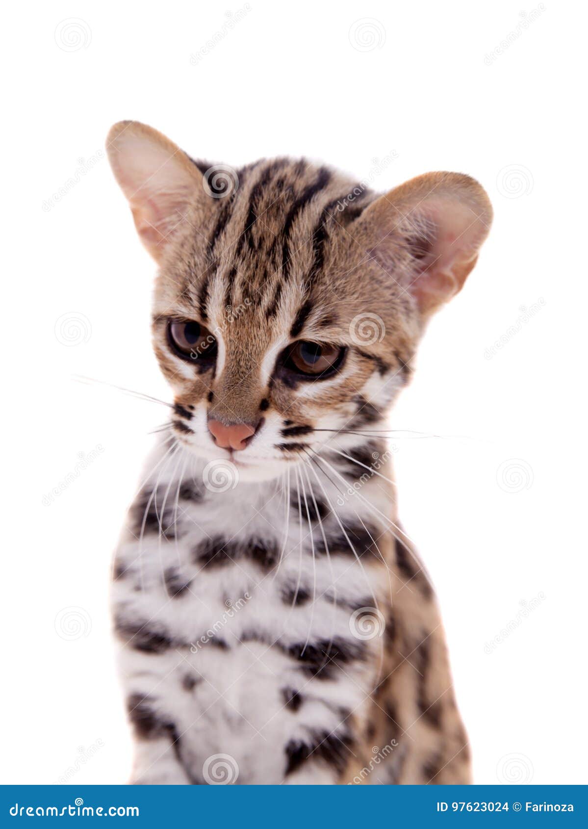 The Asian Leopard Cat on White Stock Photo - Image of leopard, feline ...