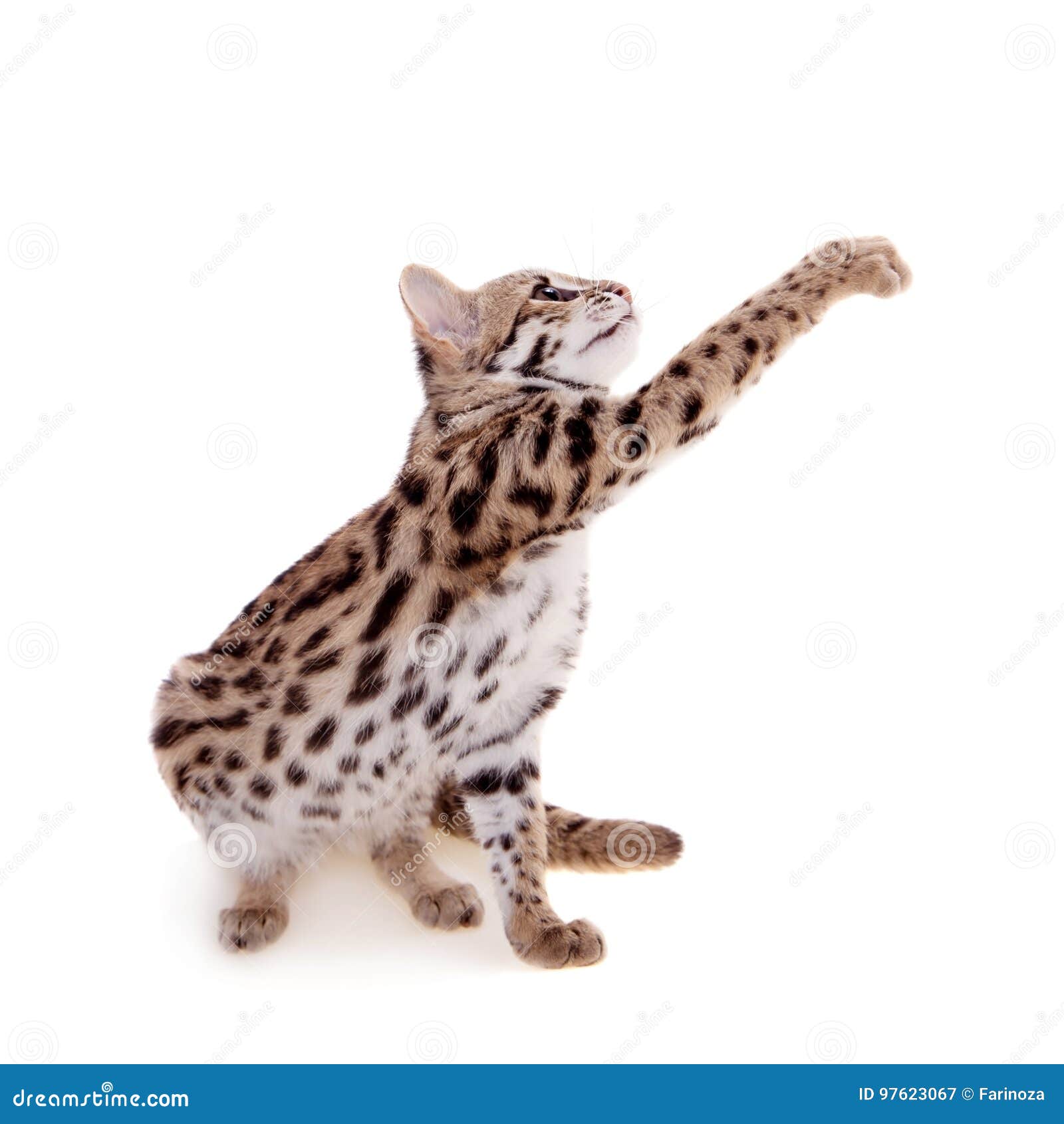 The Asian Leopard Cat on White Stock Image - Image of carnivorous ...