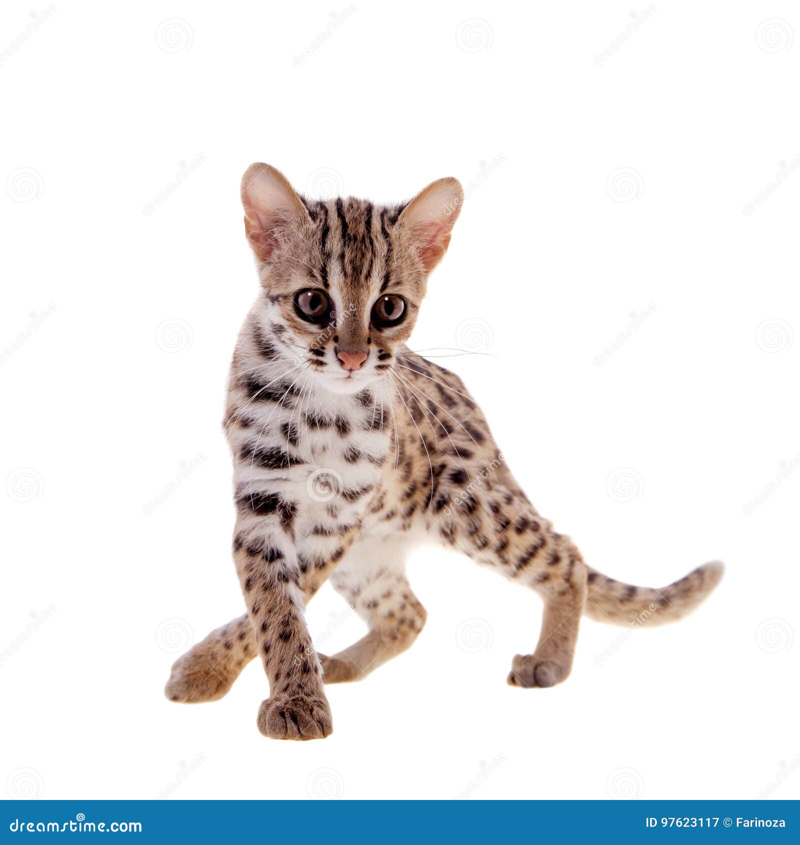 The Asian Leopard Cat on White Stock Image - Image of kitten, small ...