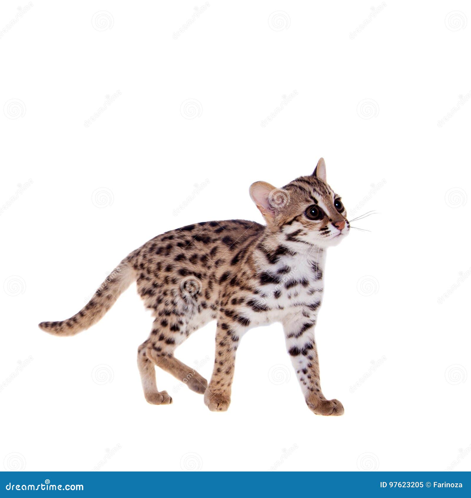 The Asian Leopard Cat on White Stock Image - Image of carnivore, kitten ...