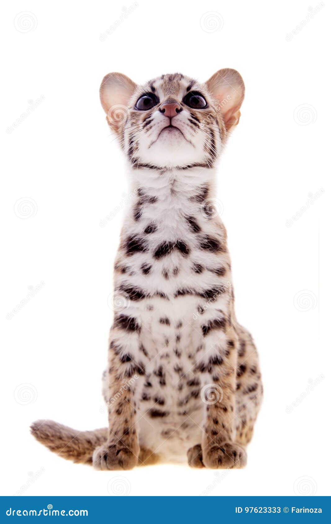 The Asian Leopard Cat on White Stock Image - Image of carnivorous ...