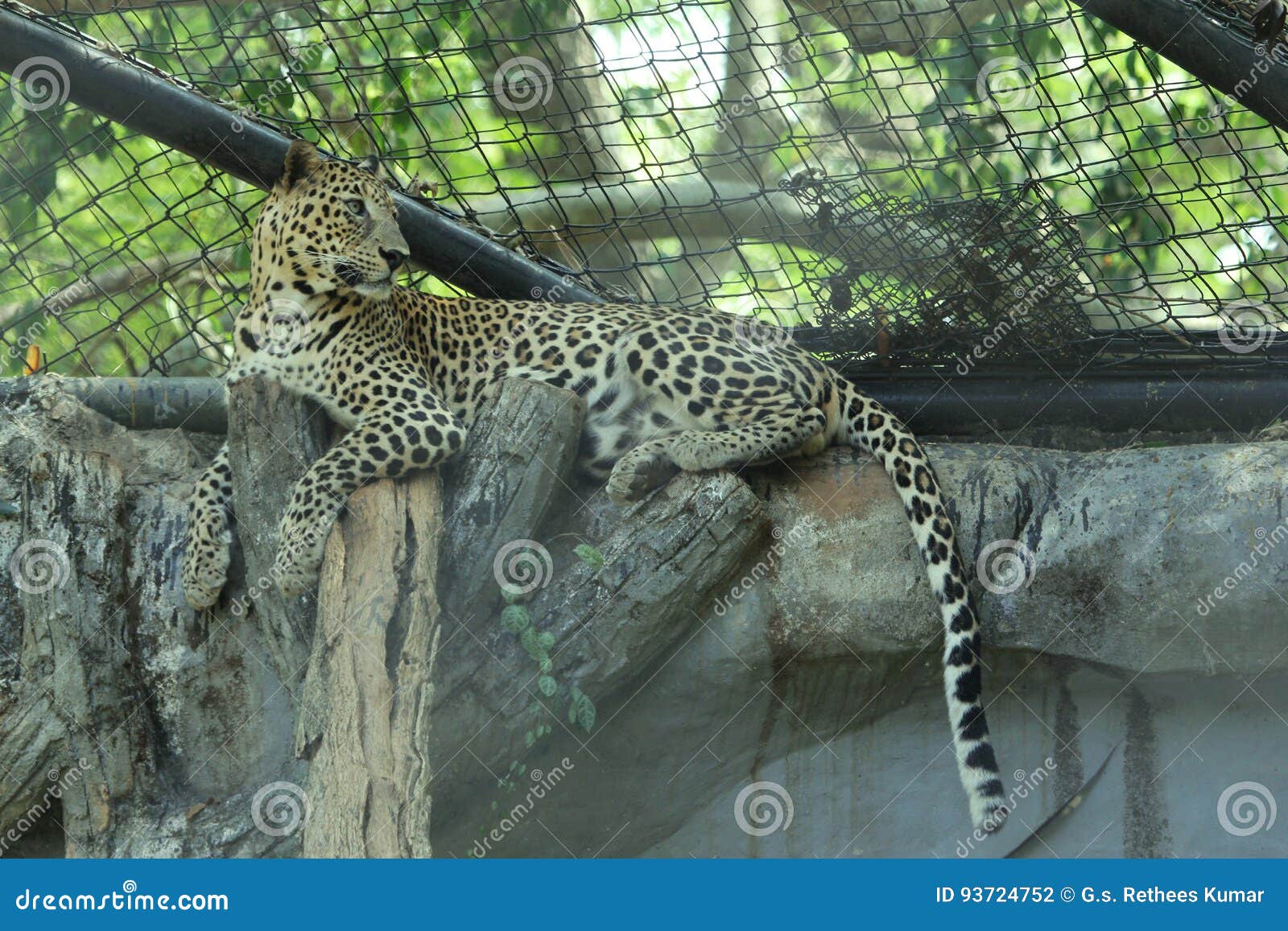 Asian leopard stock photo. Image of leopard, wildlife - 93724752
