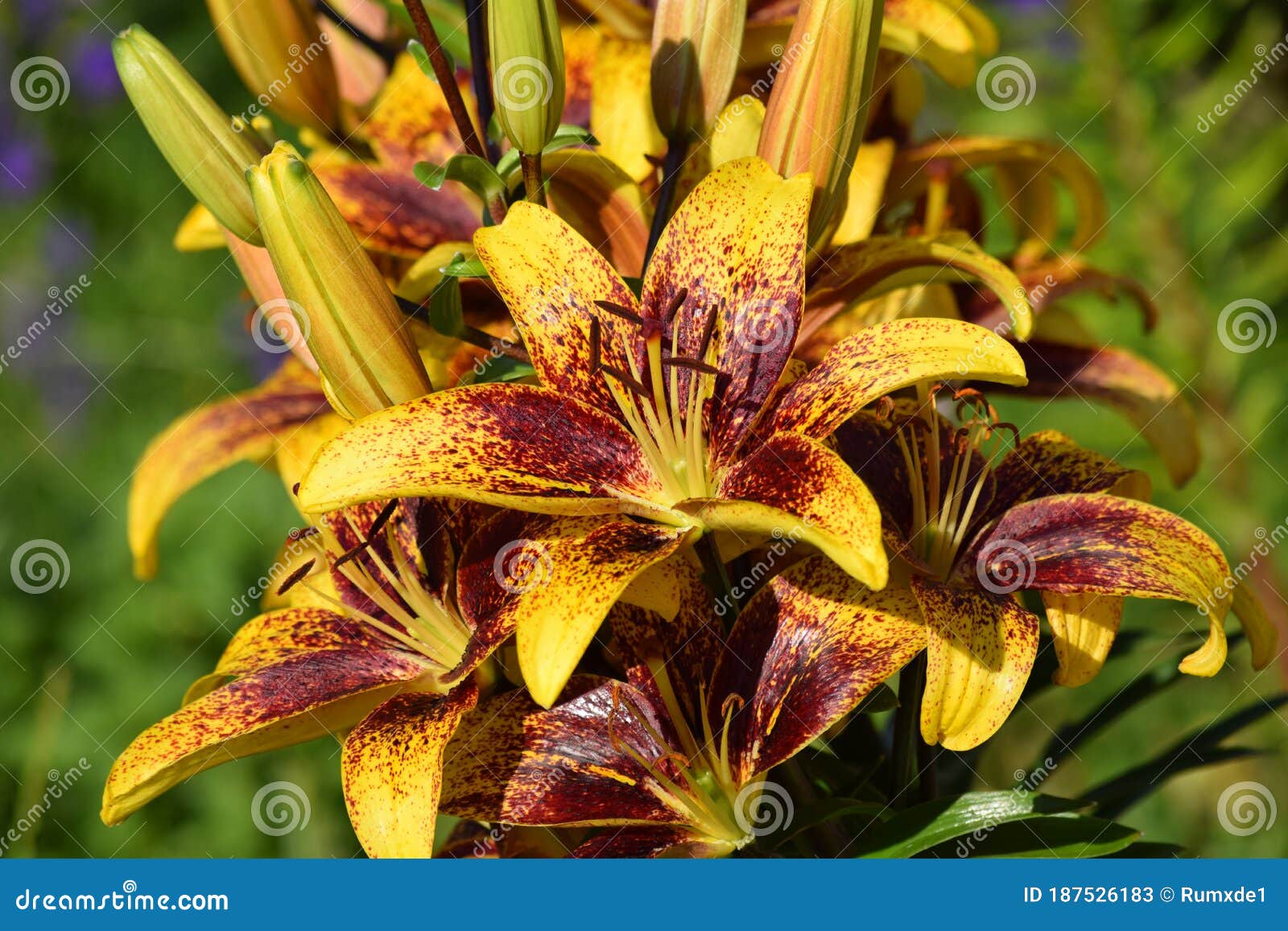 Asian lily hybrid stock image. Image of spectacular - 187526183